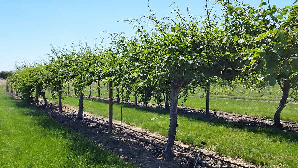 High-value Kiwiberry Crops Gaining in Popularity - OSU Extension ...