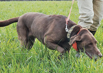 Can dogs help with vole management in fields, pastures, and orchards ...